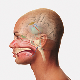 Anosmia; enfermedad otorrinolaringológica -canalSALUD