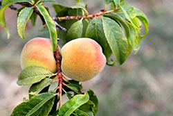 melocotón interesante fruta estival - canalSALUD