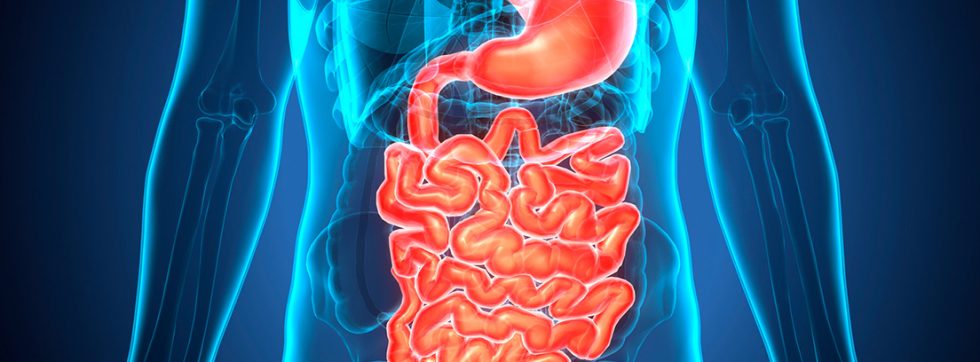 Tránsito intestinal y esofagogastroduodenal -canalSALUD