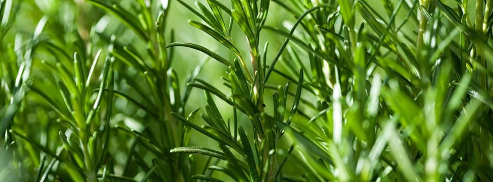 El romero, propiedades y beneficios -Blogs MAPFRE