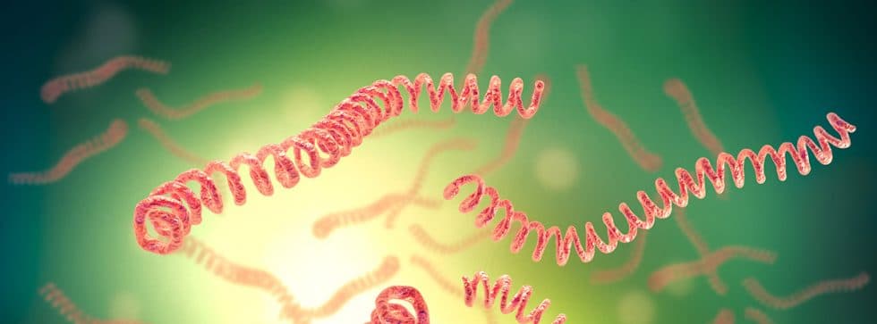 Leptospirosis: cómo se transmite, síntomas y más -canalSALUD